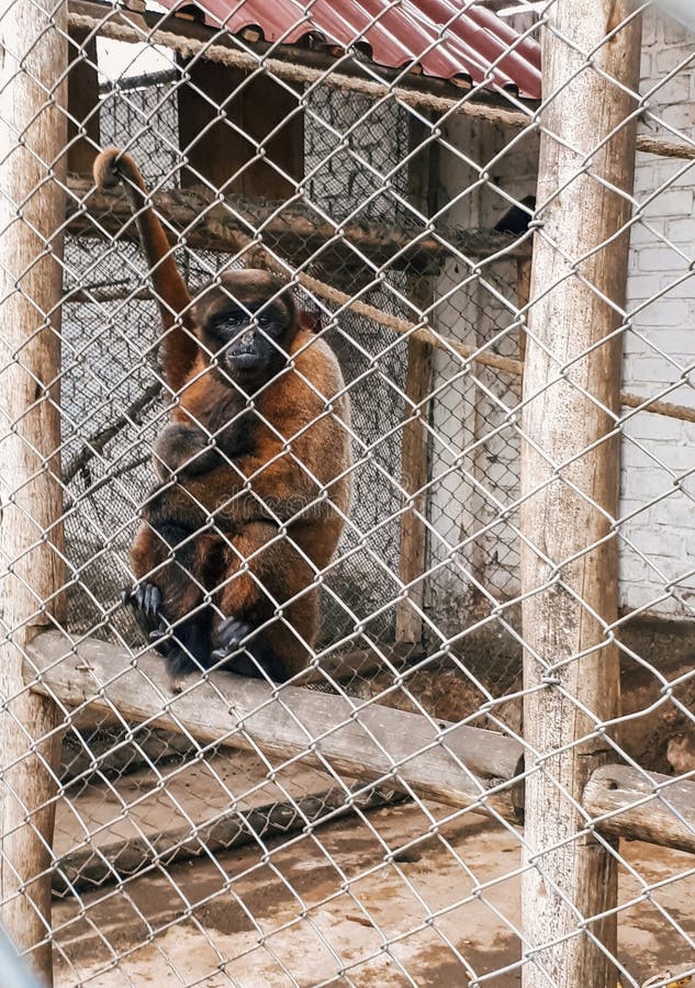 Brown Monkey with Its Baby in a Big Cage Made of Wood Stock Photo ...