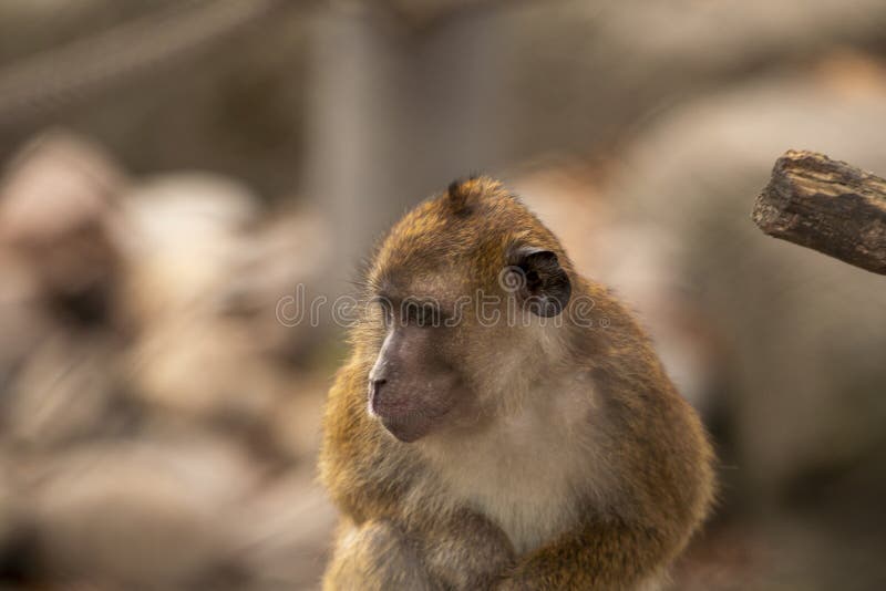 Brown Monkey Looking of Camera Playing Stock Image - Image of ...