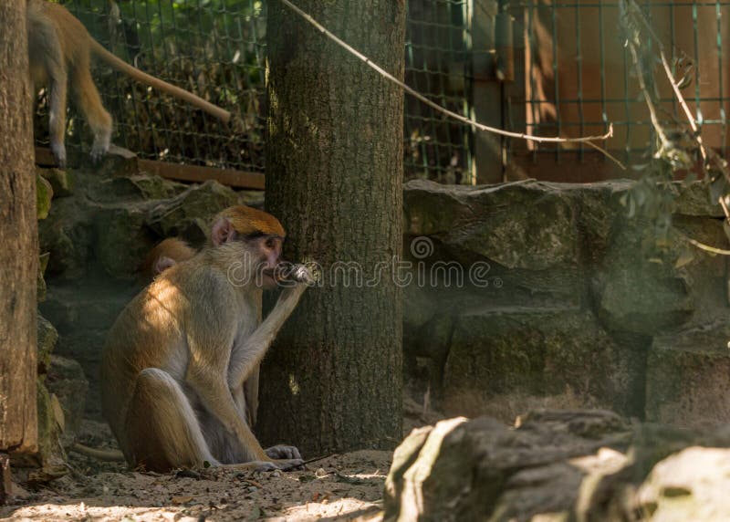 Brown Monkey Primate Sitting in Cage and Eating Stock Image - Image of ...