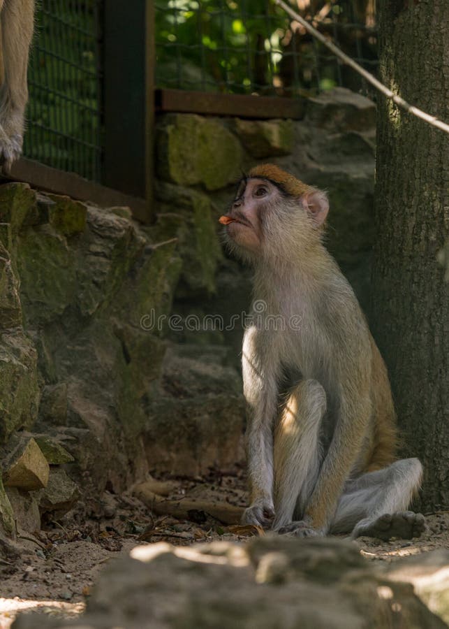 Brown Monkey Primate Sitting in Cage and Eating Stock Image - Image of ...
