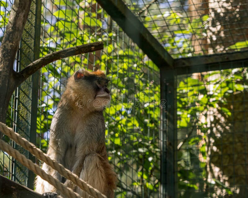 Brown Monkey Primate Sitting in Cage Stock Photo - Image of exotic ...