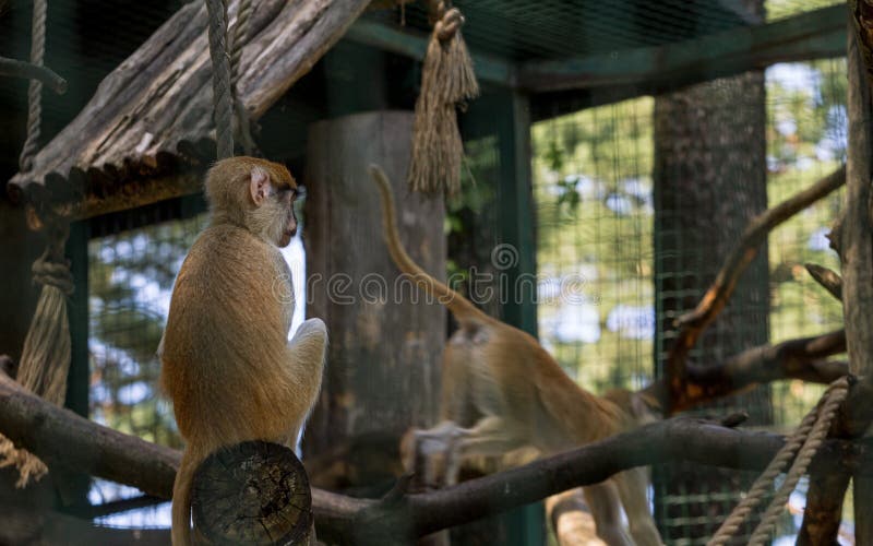 Brown Monkey Primate Sitting on Tree Stock Photo - Image of latvia ...