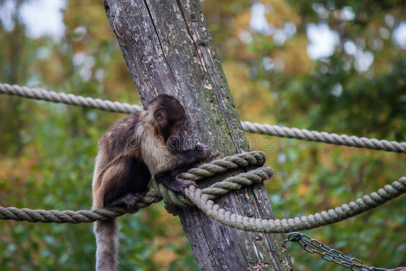 Brown Monkey on a Rope Tied To a Tree Stock Image - Image of mammal ...