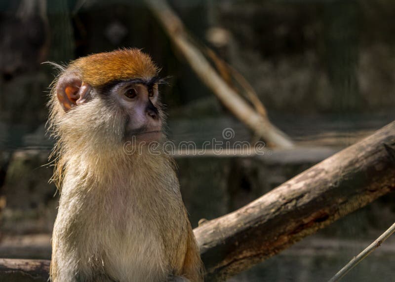 Brown Monkey Sad Primate Sitting in Cage Stock Image - Image of monkey ...