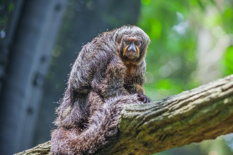 Brown Monkey Saki Sitting on Branch Stock Image - Image of green, hair ...