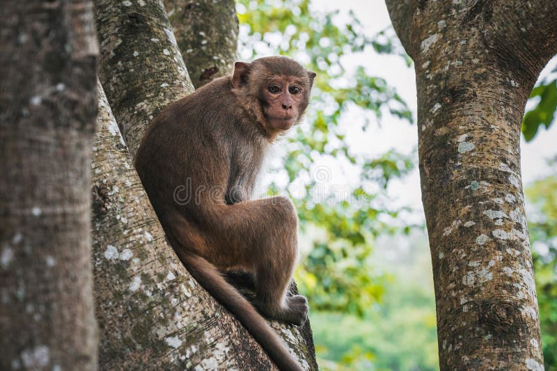 Brown Monkey Sits Tree Tropical Forest Vietnam Stock Photos - Free ...