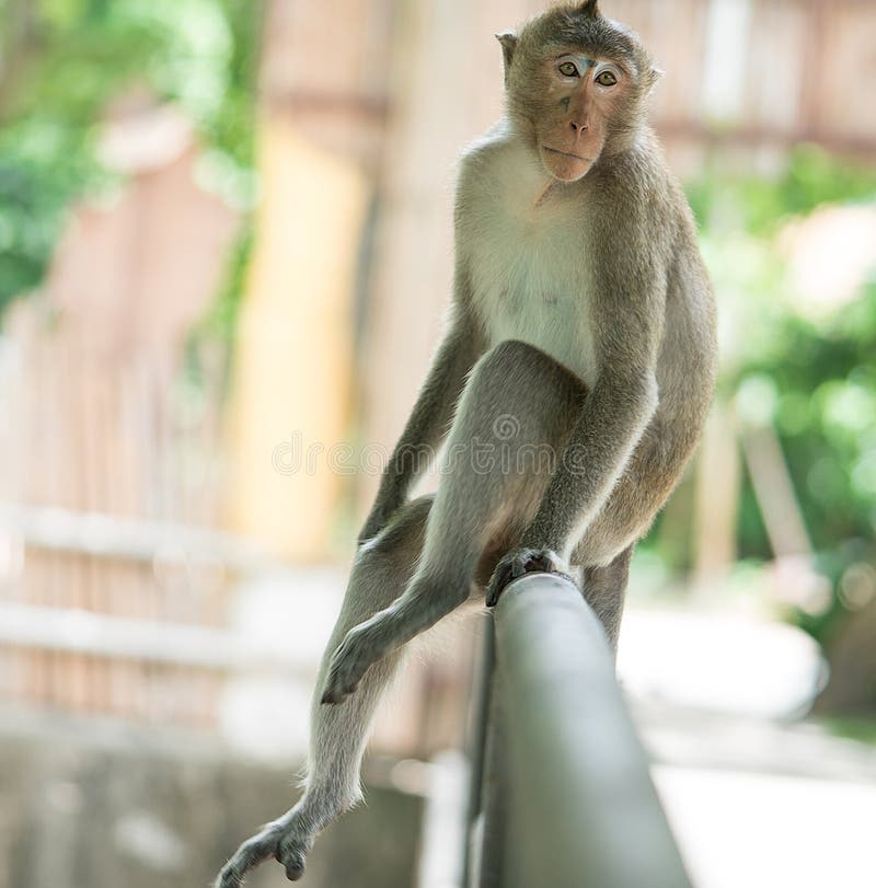 The Brown Monkey Sitting on the Iron Rail Stock Image - Image of lonely ...