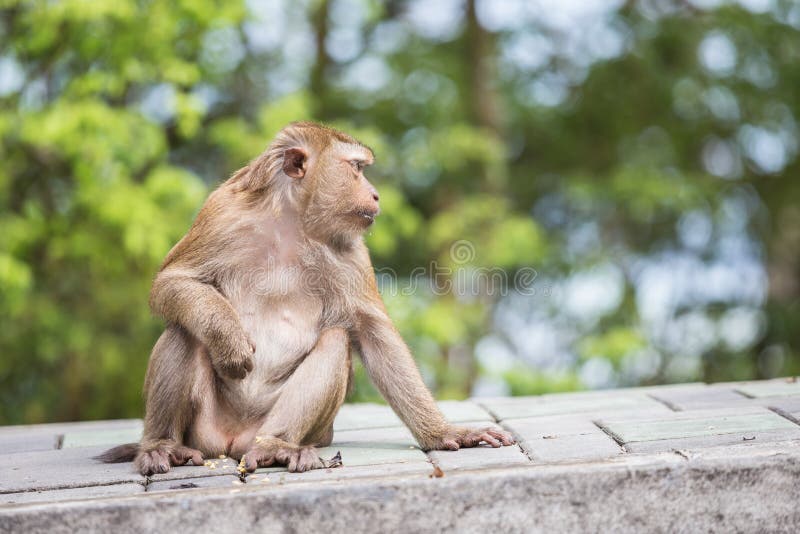 Brown Monkey Sitting in the Park of Thailand Stock Photo - Image of ...