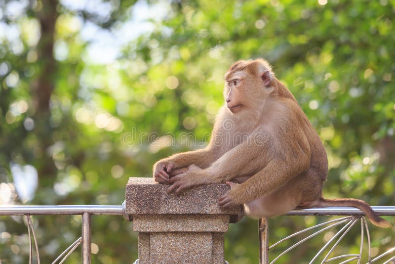 Brown Monkey Sitting in the Park of Thailand Stock Image - Image of ...