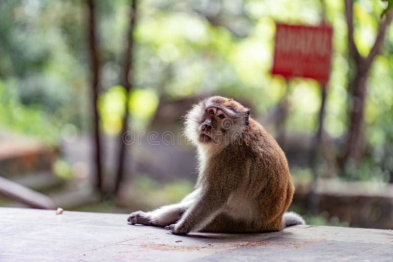 Brown Monkey Sitting on Stone Stock Image - Image of tropical, park ...