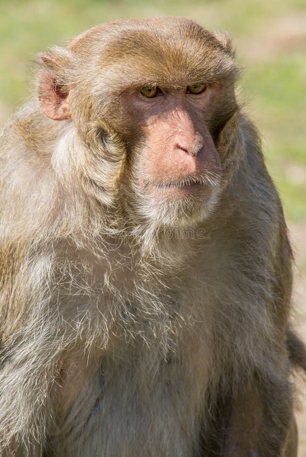 A brown monkey stock image. Image of portrait, wildlife - 40253257