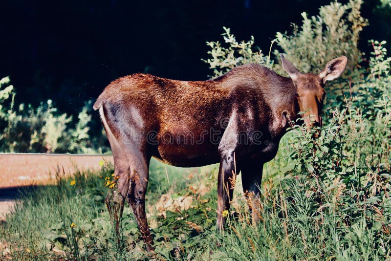 Brown Moose Standing on a Grass Stock Photo - Image of animal, grass ...