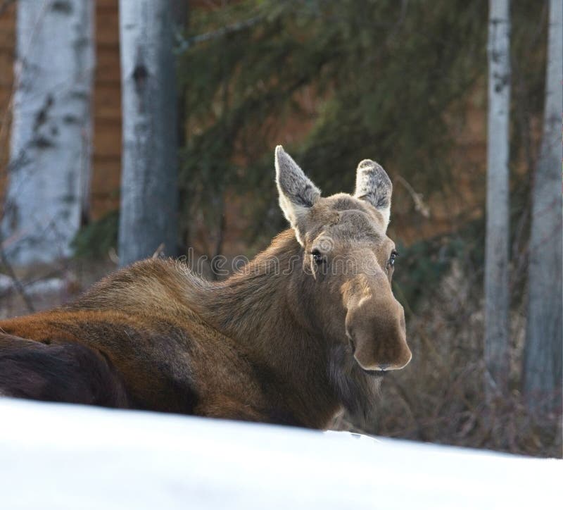 Brown Moose Walking in the Forest Stock Image - Image of view, alpine ...