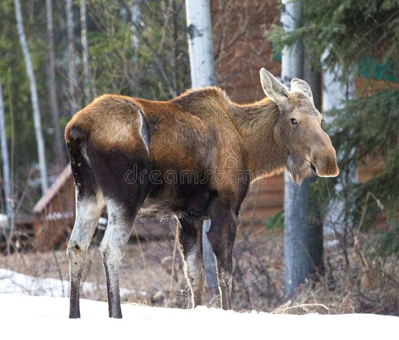 Brown Moose Walking in the Forest Stock Photo - Image of mountain ...