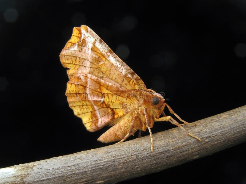 Brown moth stock photo. Image of butterfly, closeup, moth - 16691232