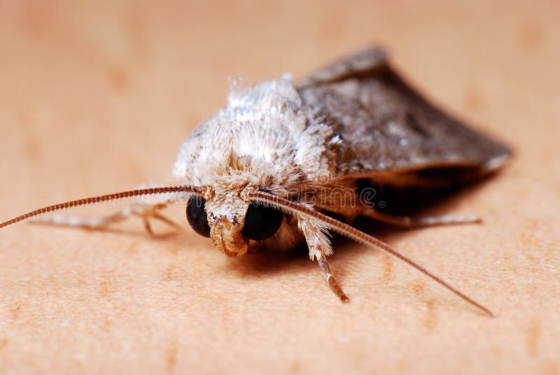 Brown Moth stock photo. Image of environment, fine, insect - 22662194