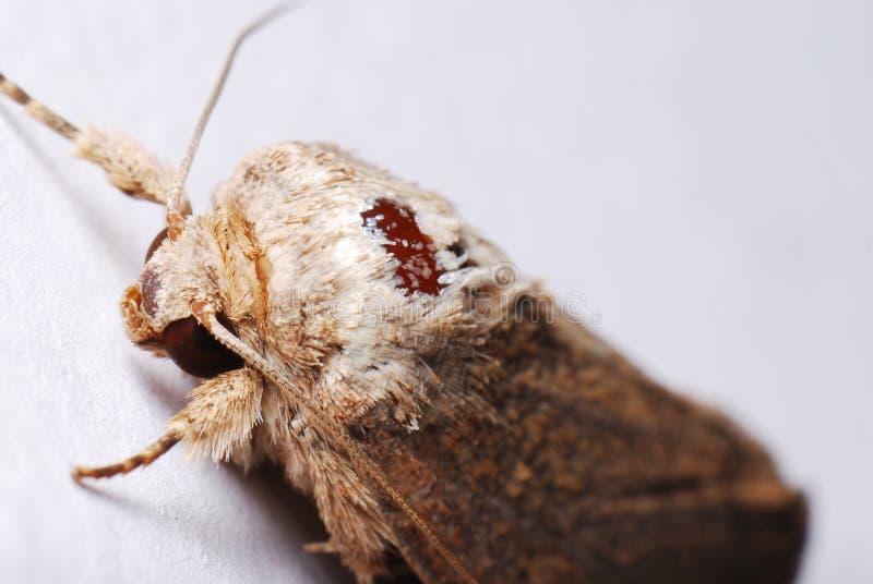 Brown Moth stock photo. Image of eyes, brown, moth, butterfly - 21446828