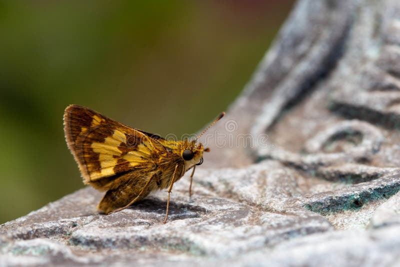 Brown moth stock image. Image of arthropoda, plant, closeup - 28054457