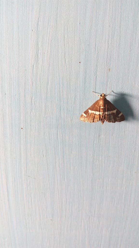 Brown Moth Resting on a Blue Wall Stock Image - Image of ceiling ...