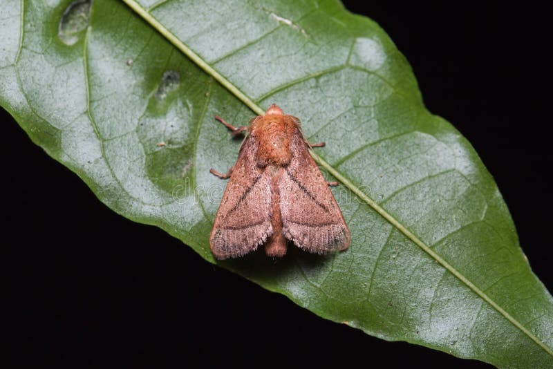 Brown moth on green leaf stock photo. Image of macro - 64125792