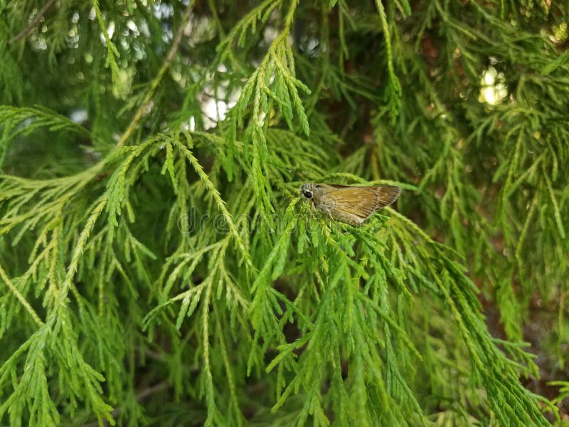Brown Moth Insect on Branch of Green Tree Stock Photo - Image of ...