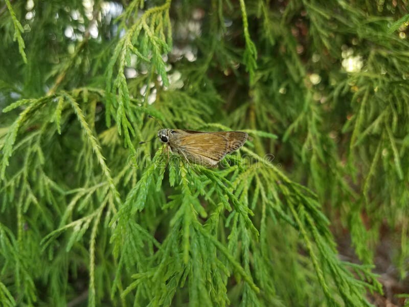 Brown Moth Insect on Branch of Green Tree Stock Image - Image of ...