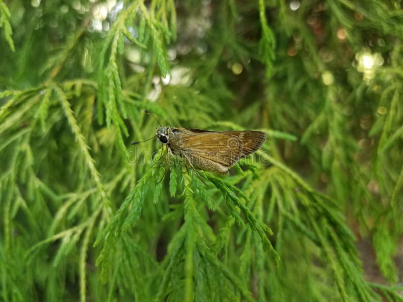 Brown Moth Insect on Branch of Green Tree Stock Photo - Image of moth ...