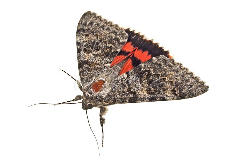 Brown Moth Isolated on White Background Stock Image - Image of insect ...