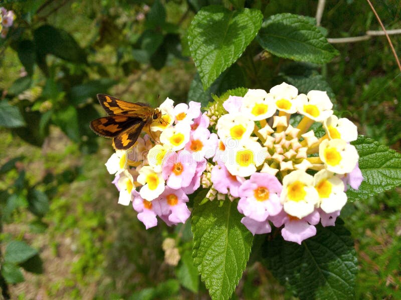 Brown Moth Landing on the Lantana Camara Flower Stock Photo - Image of ...