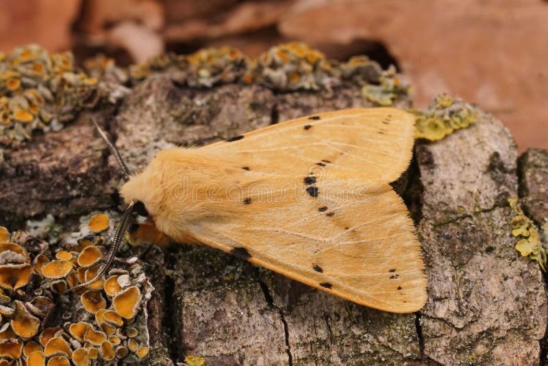 Brown moth on a mossy wood stock image. Image of animal - 255721451