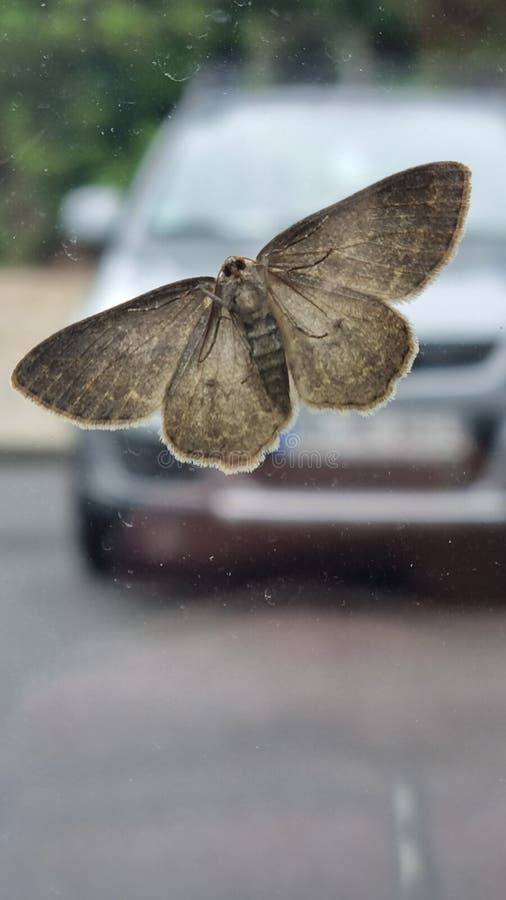 Brown Moth Perching on Glass Window Stock Image - Image of natural ...