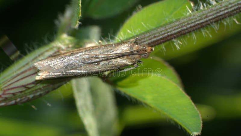 Brown moth on a plant stem stock photo. Image of green - 262313992
