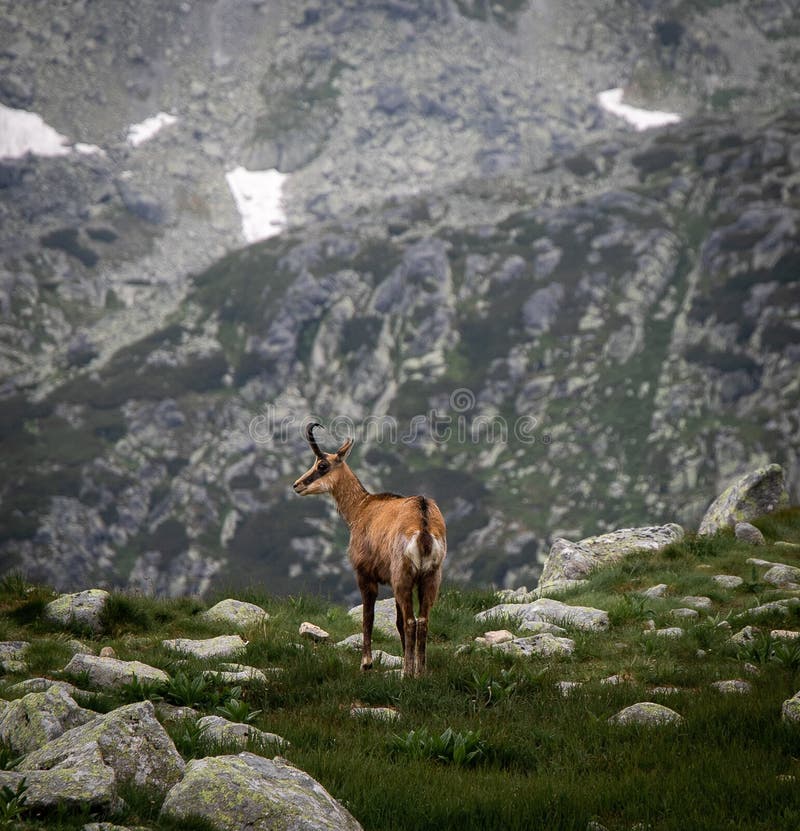 Brown Mountain Deer in the Mountains at Daytime Stock Photo - Image of ...