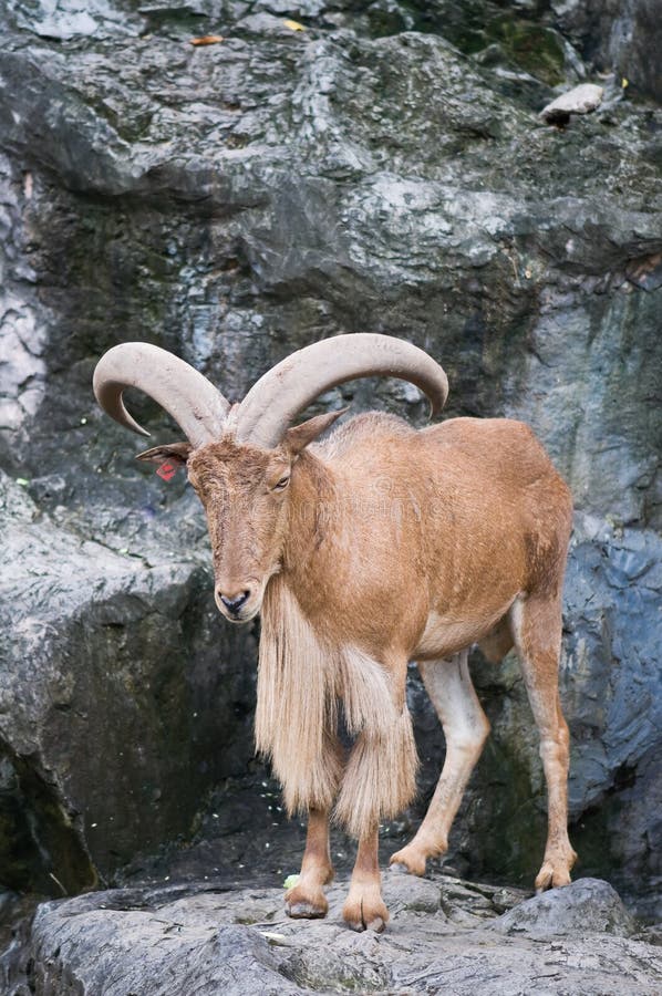 Brown mountain goat stock photo. Image of slopes, summer - 16011932