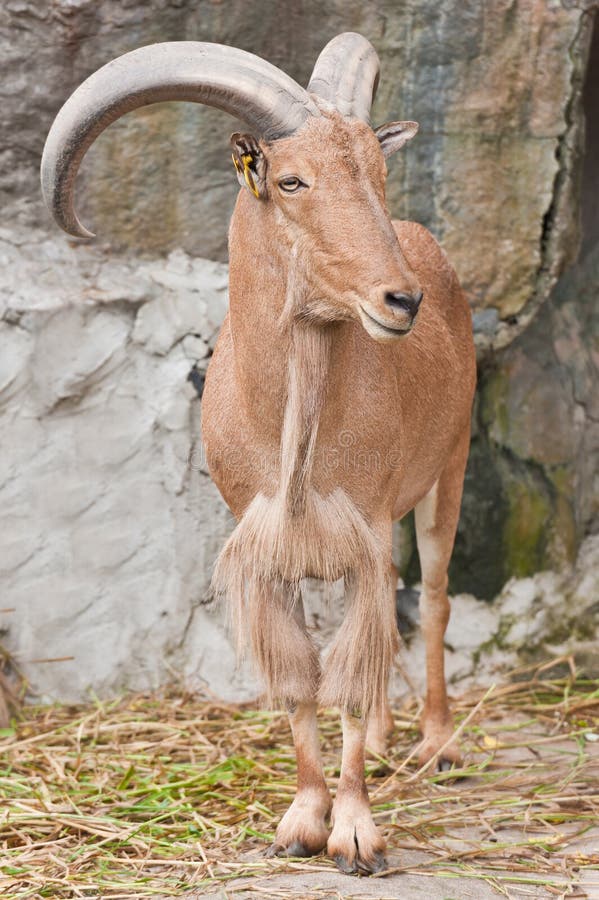 Brown Mountain Goat stock image. Image of look, male - 20424679