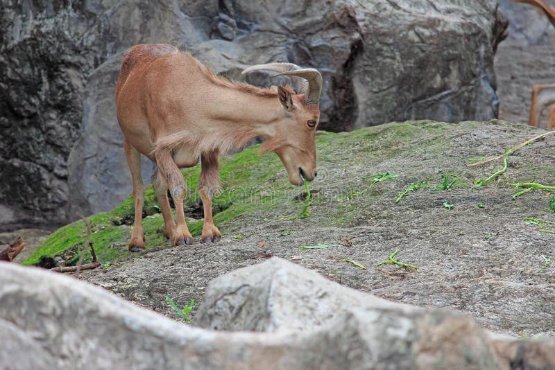 Brown Mountain Goat Eating Food Stock Photo - Image of male, landscape ...