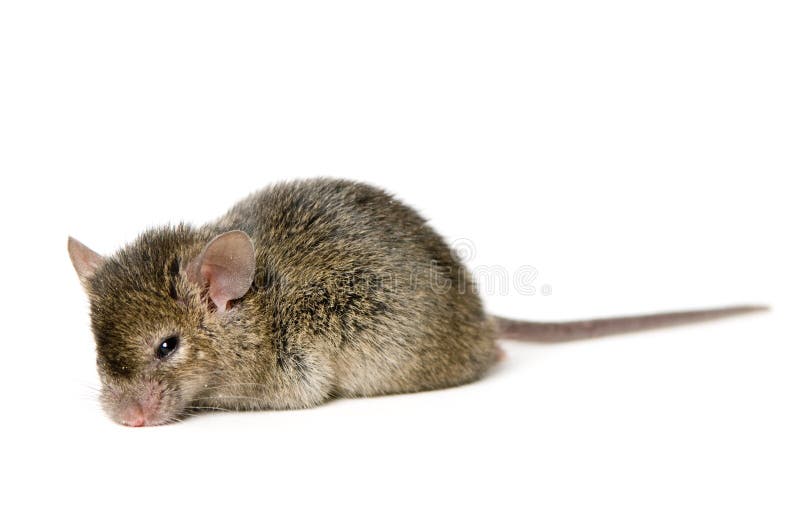 Brown pet mouse stock photo. Image of mice, funny, cute - 17033672
