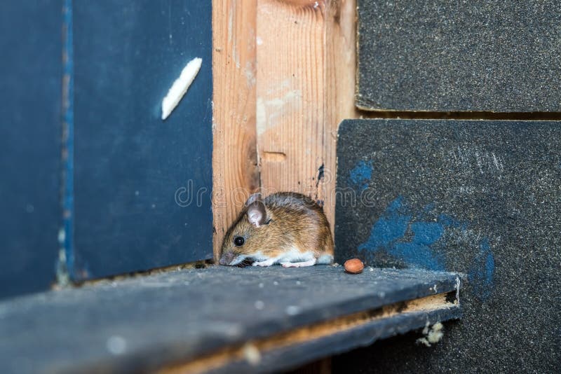 An Brown mouse stock image. Image of pest, domestic - 177669713