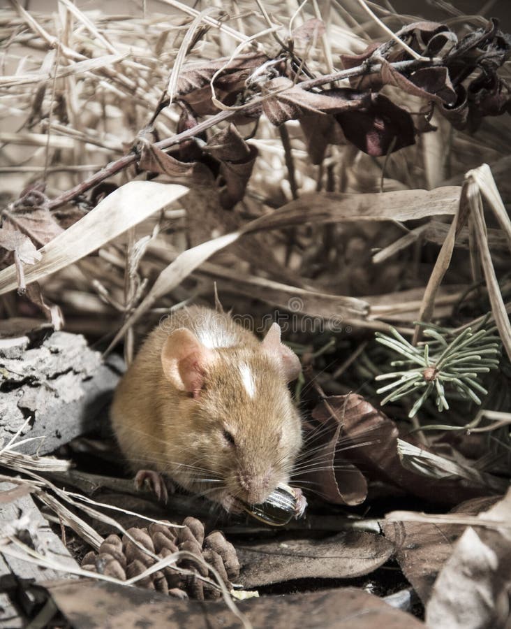 Brown Mouse Fall Colors Glass Orb Stock Photo - Image of little, food ...