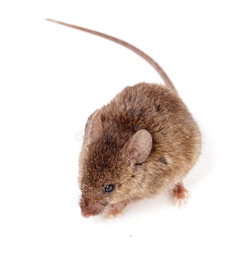 Brown Mouse Lemur (Microcebus Rufus) in a Rain Forest Stock Photo ...