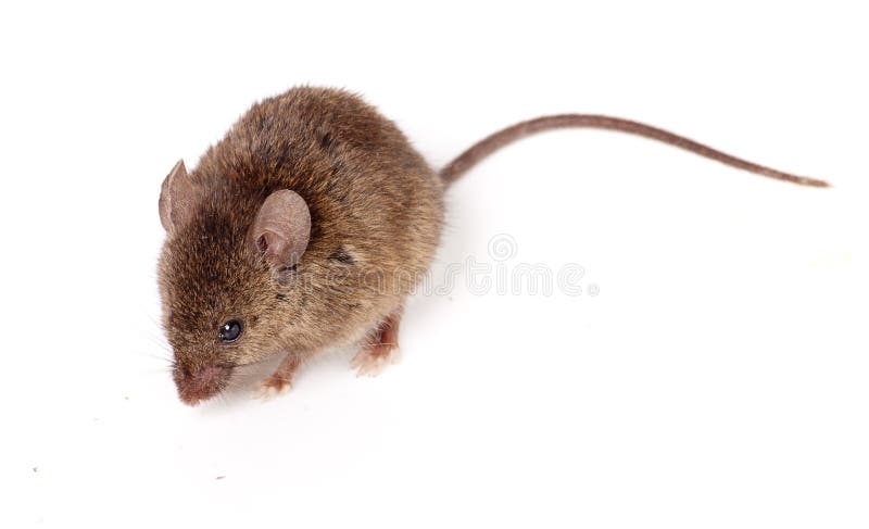 Brown Mouse stock photo. Image of pets, closeup, nature - 58362238