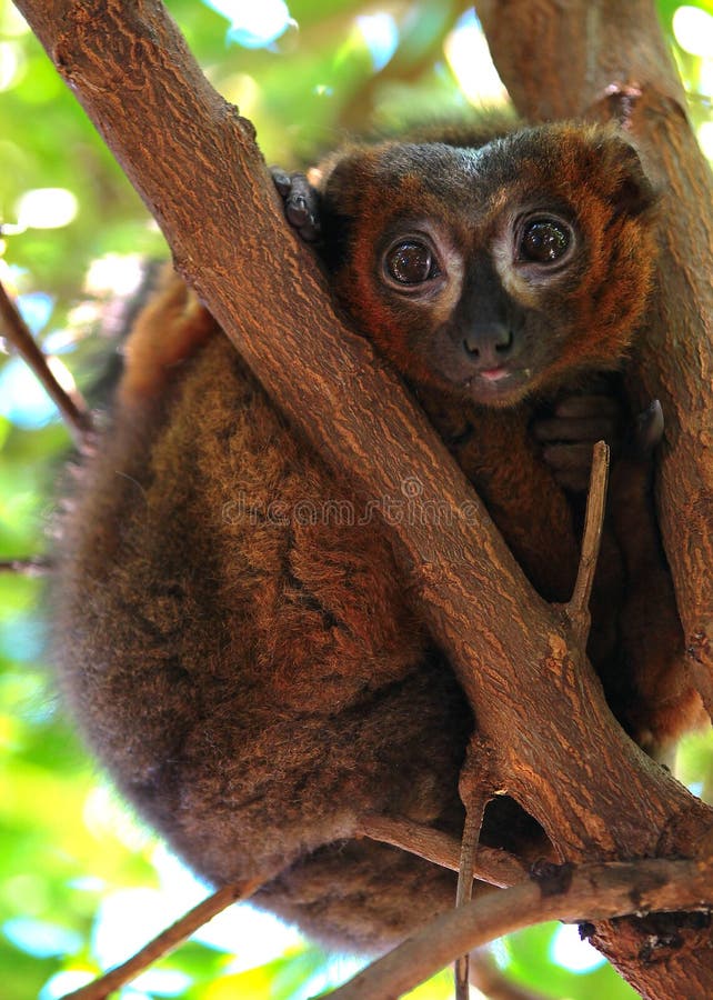 Brown Mouse Lemur (Microcebus Rufus) Stock Image - Image of fluffy ...