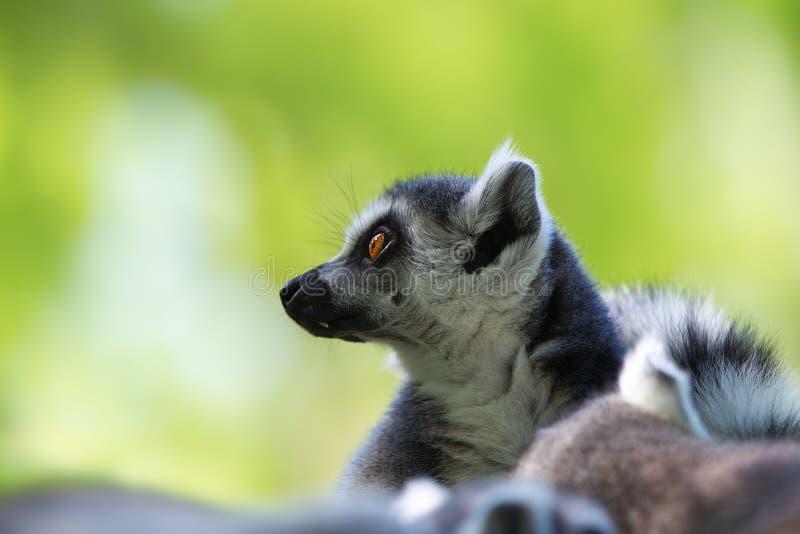 Are Ring Tailed Lemurs stock image. Image of brown, captivity - 34043433
