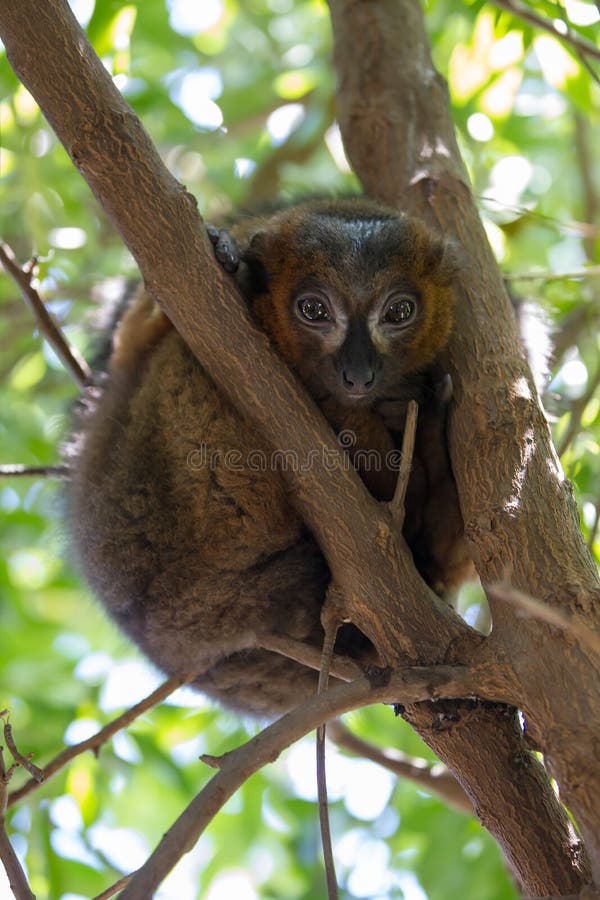 Brown Mouse Lemur (Microcebus Rufus) Stock Image - Image of fluffy ...