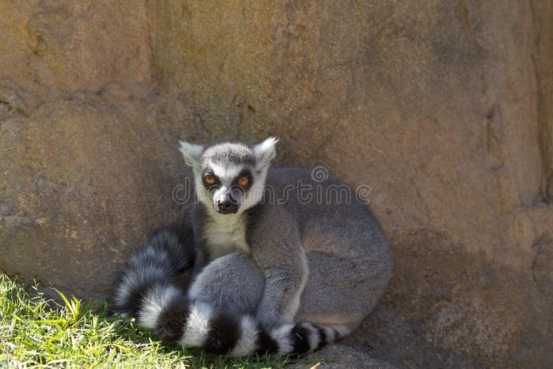 Brown Mouse Lemur (Microcebus Rufus) Stock Photo - Image of looking ...