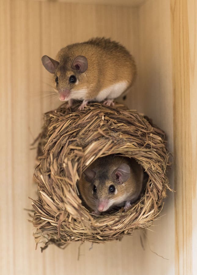 Little Brown Mouse Stock Photos - Download 3,680 Royalty Free Photos