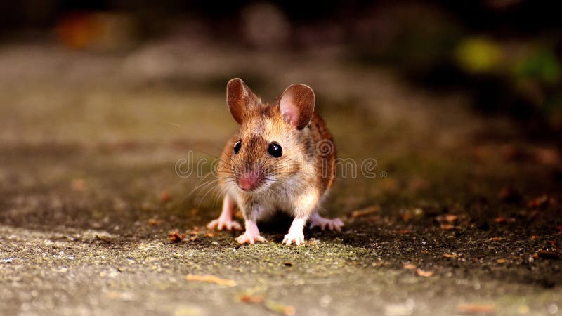 Brown Mouse on Paved Ground at Night Stock Illustration - Illustration ...