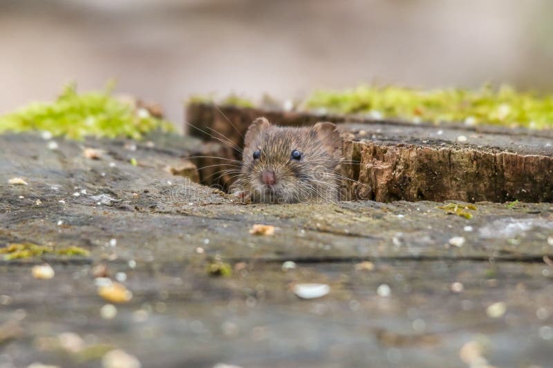 A Mouse Crawling Out of Its Hole into the Grass beside a Tree Stock ...