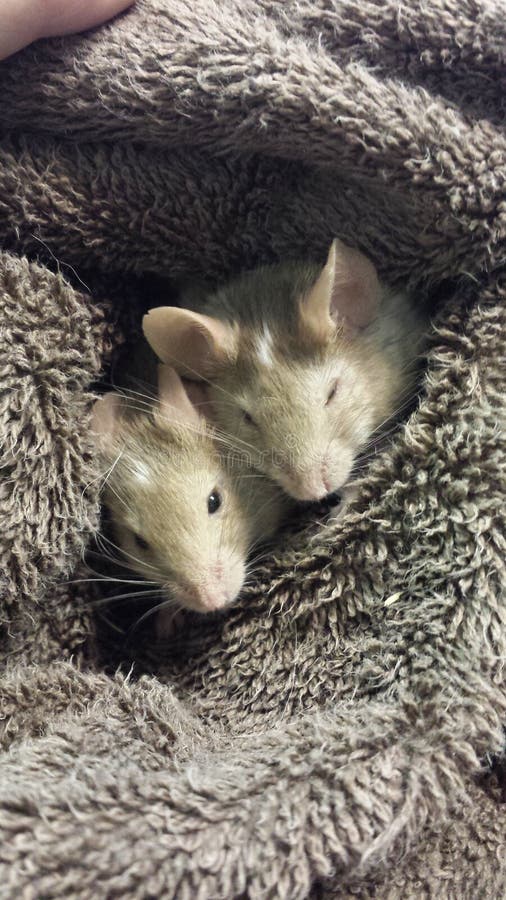 Brown pet mouse stock photo. Image of mice, funny, cute - 17033672