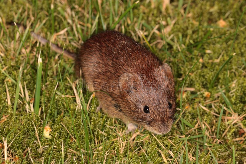 Cute brown mouse stock photo. Image of mammal, hamster - 263152154